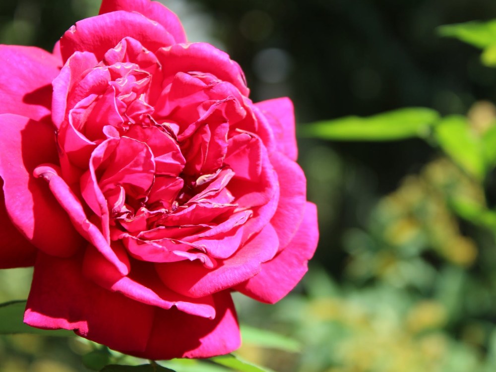 5 Kandungan Parfum Termahal yang Perlu Anda Tahu - Beauty Journal